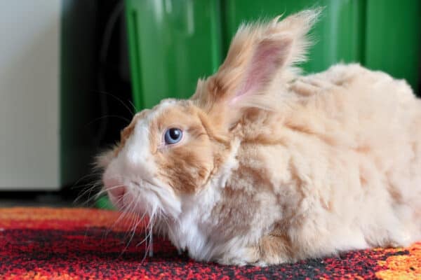 The World's Smallest Rabbits Are Also the Most Adorable - A-Z Animals ...