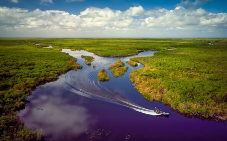 Discover The 5 Largest Swamps In The United States - A-Z Animals