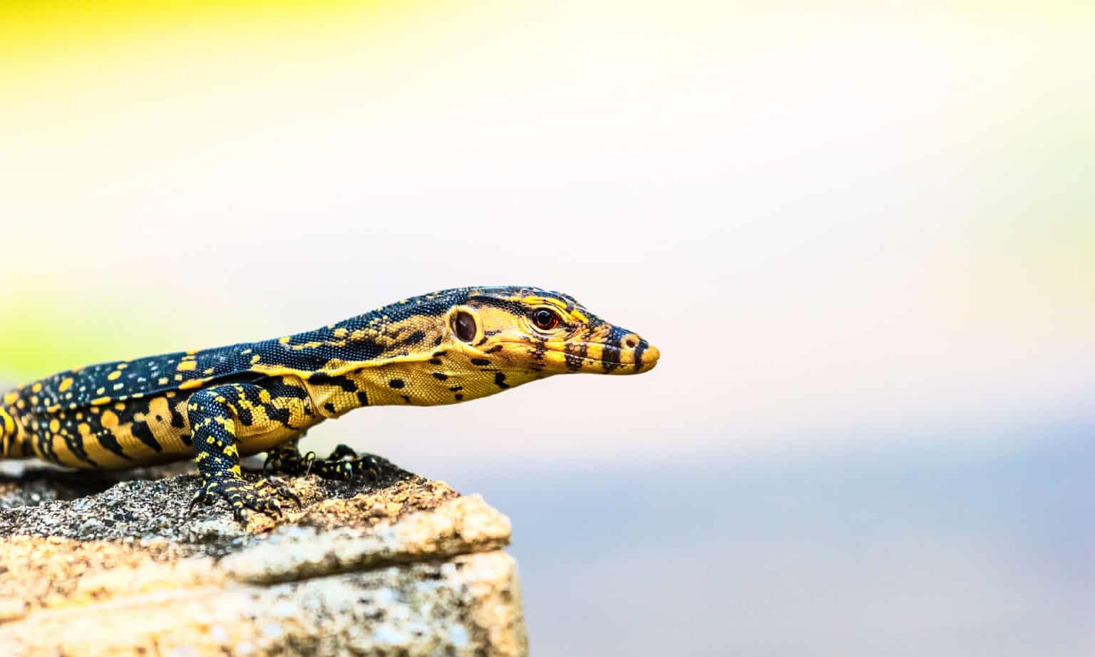 Monitor Lizard As A Pet: Is It A Good Idea? - A-Z Animals