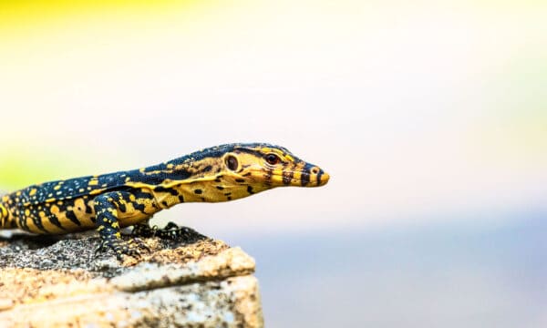 Monitor Lizard As A Pet: Is It A Good Idea? - A-Z Animals