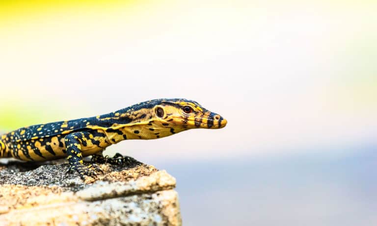 Monitor Lizard As A Pet: Is It A Good Idea? - A-Z Animals