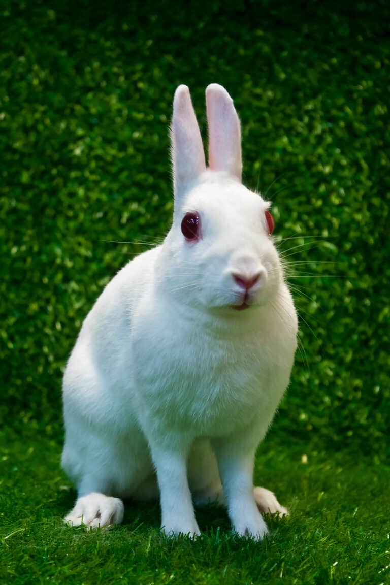The Top 55 Best Pet Rabbit Breeds in A-Z Order - A-Z Animals