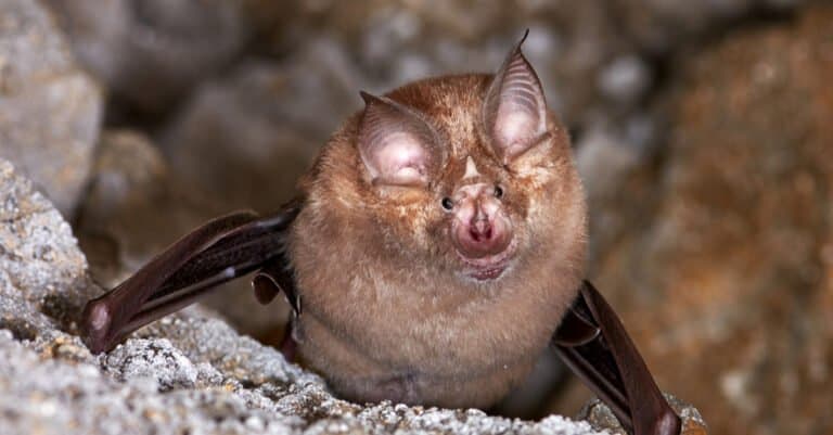 Discover the Cutest Bats: A Look at Nature's Adorable Flying Mammals ...
