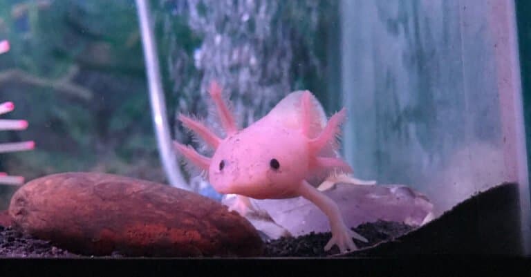 Axolotl - A-Z Animals