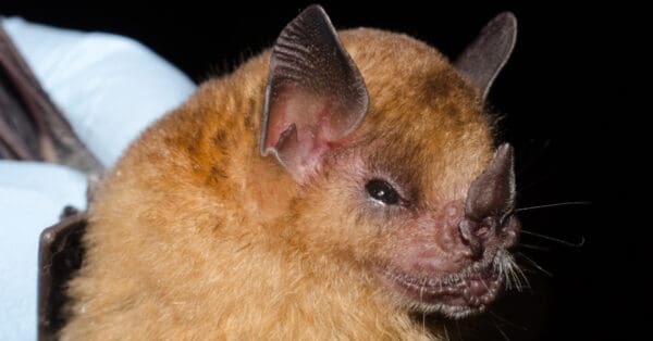 Discover the Cutest Bats: A Look at Nature's Adorable Flying Mammals ...