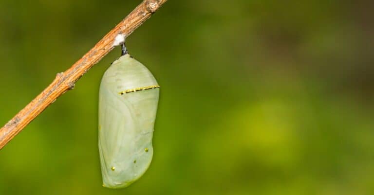 Chrysalis - A-Z Animals