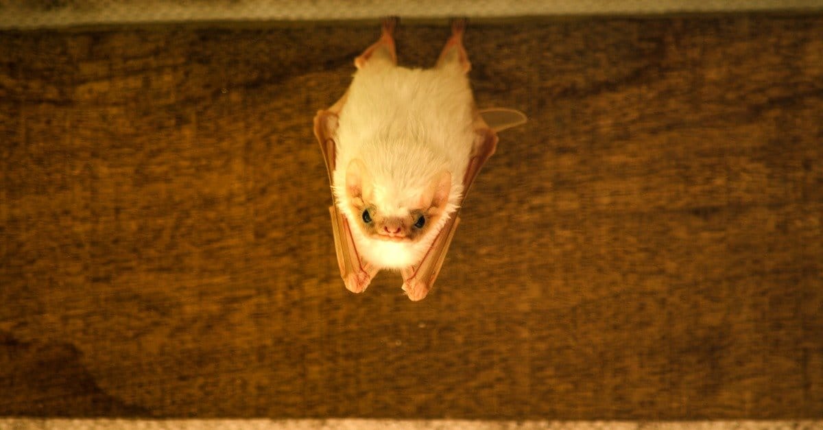 Discover the Cutest Bats: A Look at Nature's Adorable Flying Mammals ...