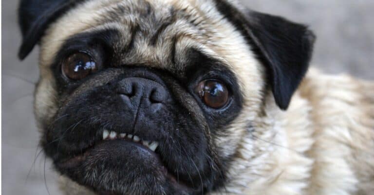 Pug Teeth: Everything You Need to Know - A-Z Animals