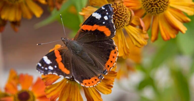 12 Types of Orange Butterflies with Pictures and Identification Guide ...