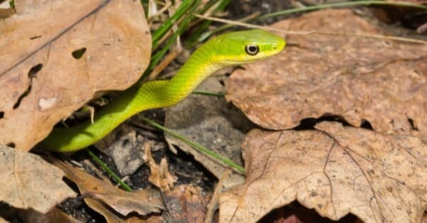 Rough Green Snake Animal Facts - Opheodrys aestivus - A-Z Animals