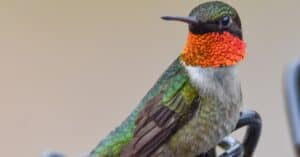 Female vs. Male Hummingbird: What Are the Differences? - A-Z Animals