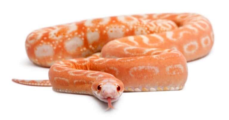 Corn Snake Prices 2024: Purchase Cost, Supplies, Food, and More! - A-Z ...