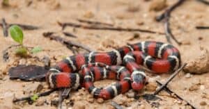 Discover 20 Incredible Red Snakes (7 Are Venomous!) - A-Z Animals