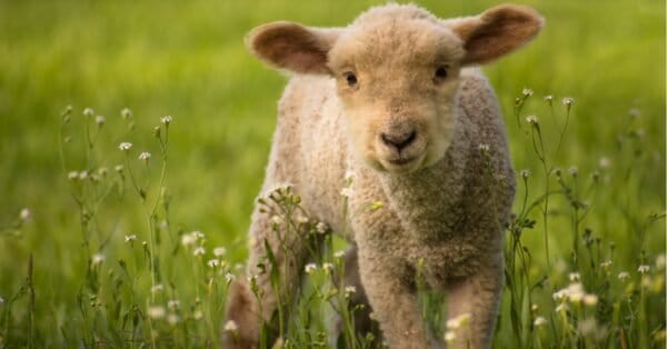 Sheep Lifespan: How Long Do Sheep Live? - A-Z Animals