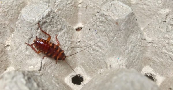 Cockroach Types: The Complete List of Roach Species - A-Z Animals