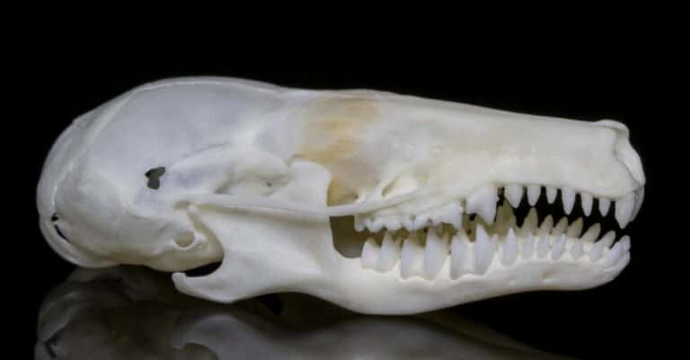 Mole Teeth: Everything You Need To Know - A-Z Animals