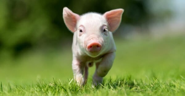 Pig Teeth: Everything You Need to Know - A-Z Animals