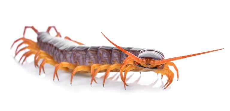 How Many Legs Does a Centipede Have? - A-Z Animals