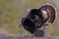10 Sounds Turkeys Make and Their Meanings - A-Z Animals