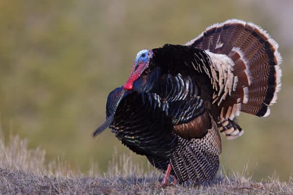 Turkey Poop: Everything You've Ever Wanted to Know - A-Z Animals