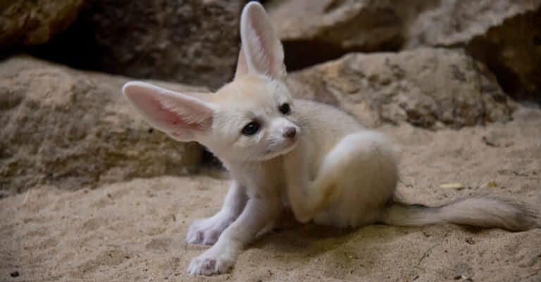 What’s a Baby Fennec Fox Called + 5 More Amazing Facts & Pictures! - A ...