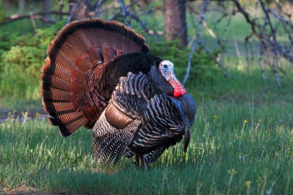 Wild Turkey Population by State: How Many Are in the U.S.? - A-Z Animals