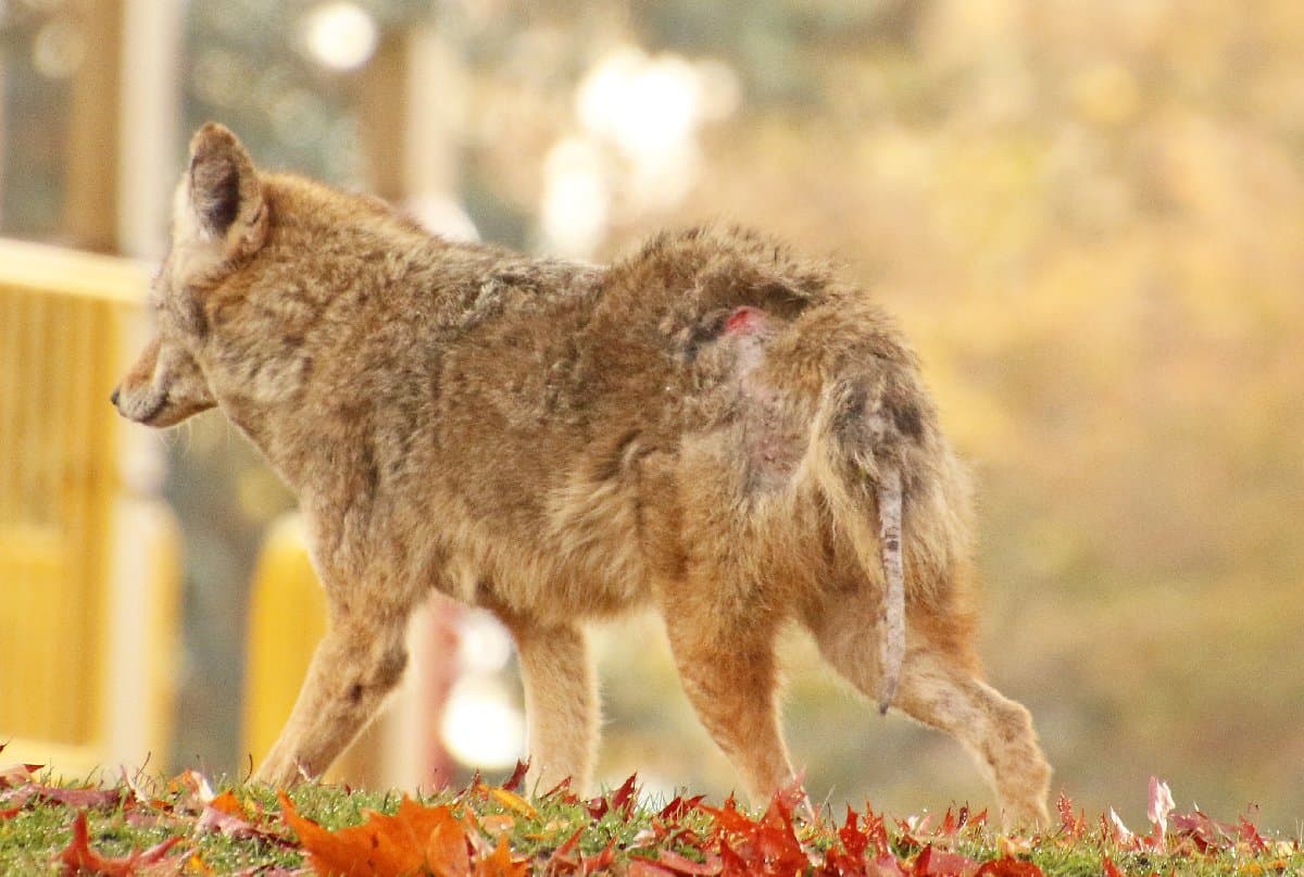 Coyote with Mange: What Does it Mean? - A-Z Animals