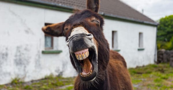 10 Incredible Donkey Facts - IMP WORLD