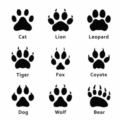 Cat Tracks: Identification Guide for Snow, Mud, and More - A-Z Animals