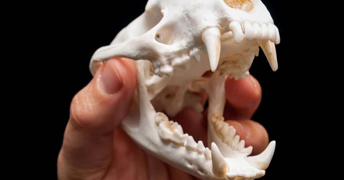 Badger Teeth: Everything You Need to Know - A-Z Animals