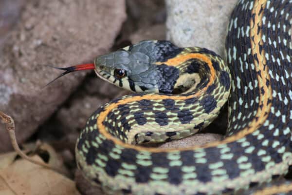 Discover 18 Snakes With Dots - A-Z Animals