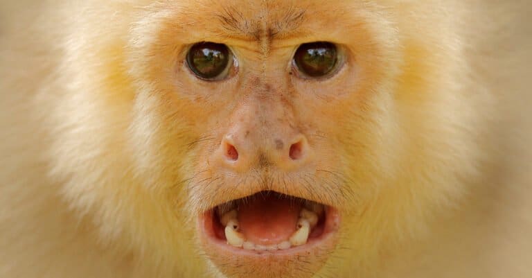Monkey Teeth: Everything You Need to Know - A-Z Animals
