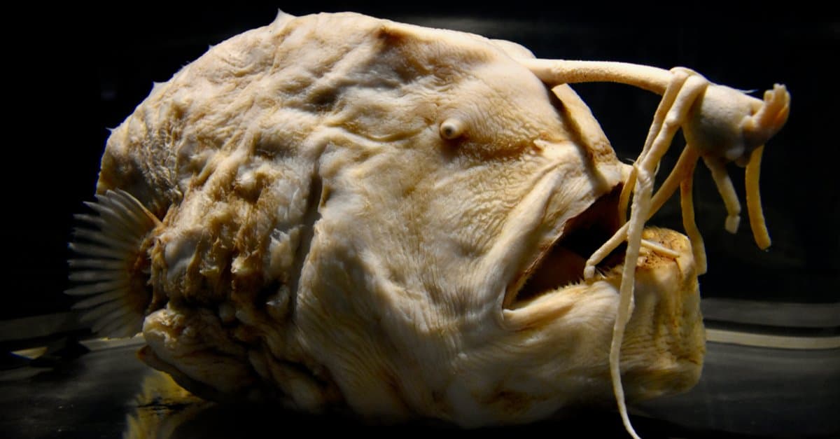 10 Deep Sea Creatures: Discover the Rarest Scariest Animals Beneath the ...