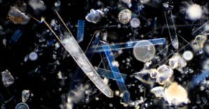 What Do Plankton Eat? Their Diet Explained - A-Z Animals