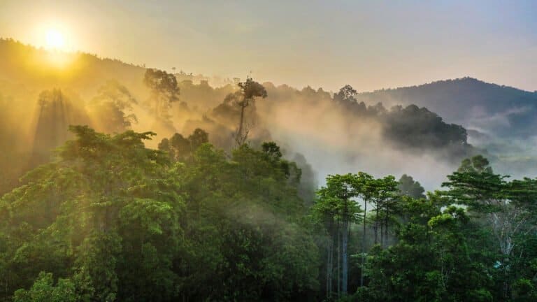 8 Types of Habitats and The Animals That Call Them Home - A-Z Animals