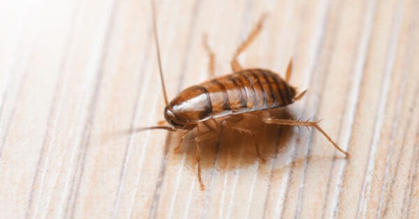 Baby Cockroach Vs Bed Bug: What Are the Differences? - A-Z Animals