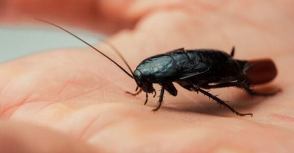 9 Common Types of Black Bugs with Pictures and Identification Guide - A ...