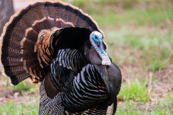 Turkey Poop: Everything You've Ever Wanted to Know - A-Z Animals