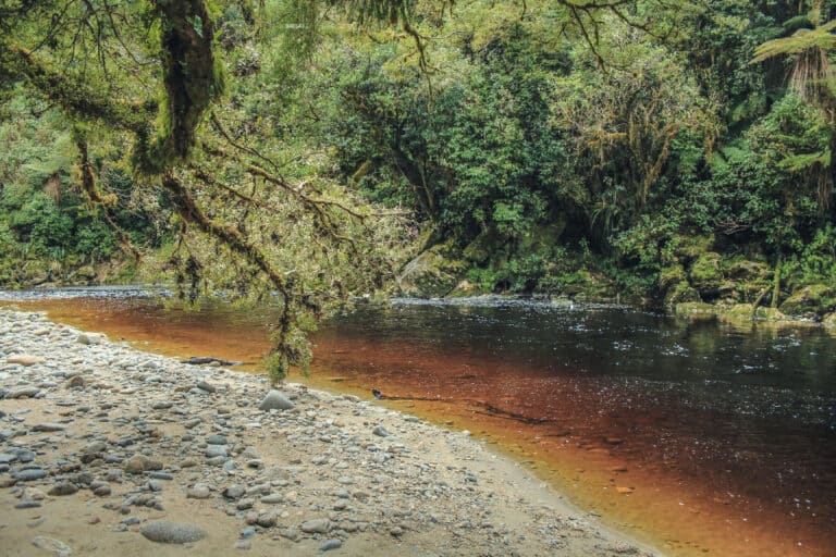 7 Incredible Trees Native to New Zealand - A-Z Animals