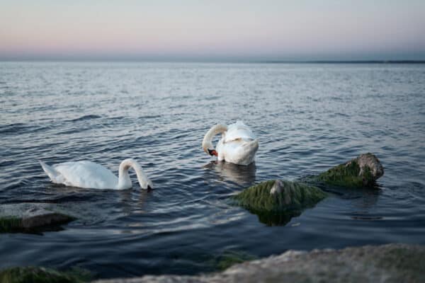 10 Notable Facts About Swans - A-Z Animals