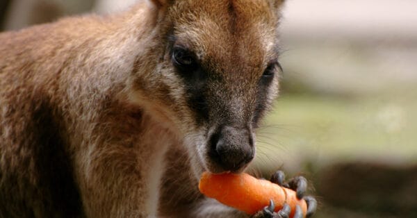 Kangaroo Teeth: Everything You Need To Know - A-Z Animals
