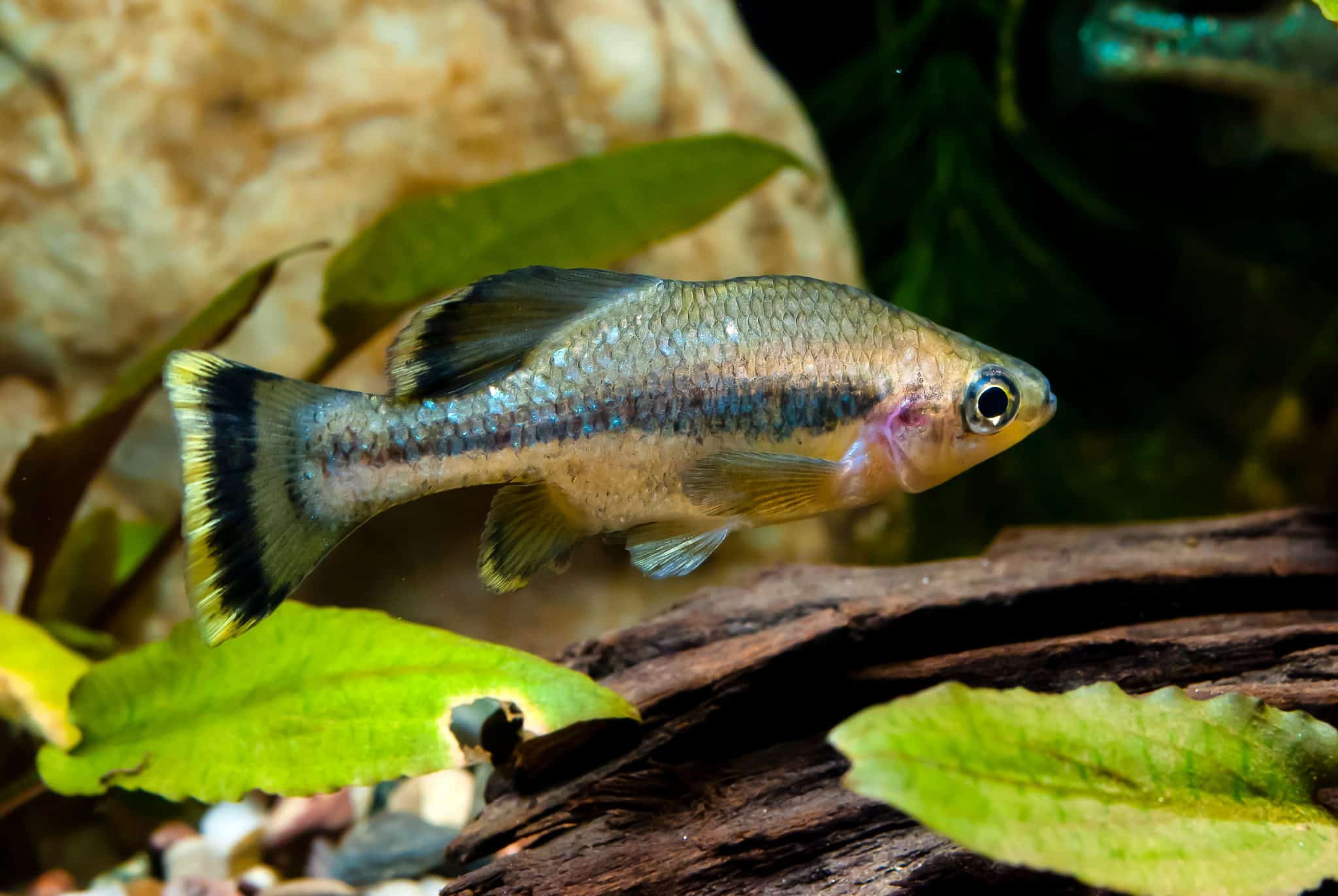 Devil's Hole Pupfish in Decline, Plus Other Types of Rare Fish - A-Z ...