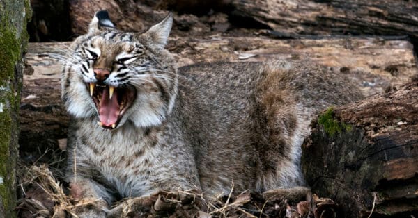 8 Sounds Bobcats Make and What Each Means - A-Z Animals
