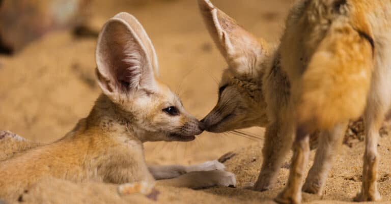 Fennec Fox Animal Facts - Vulpes zerda - A-Z Animals