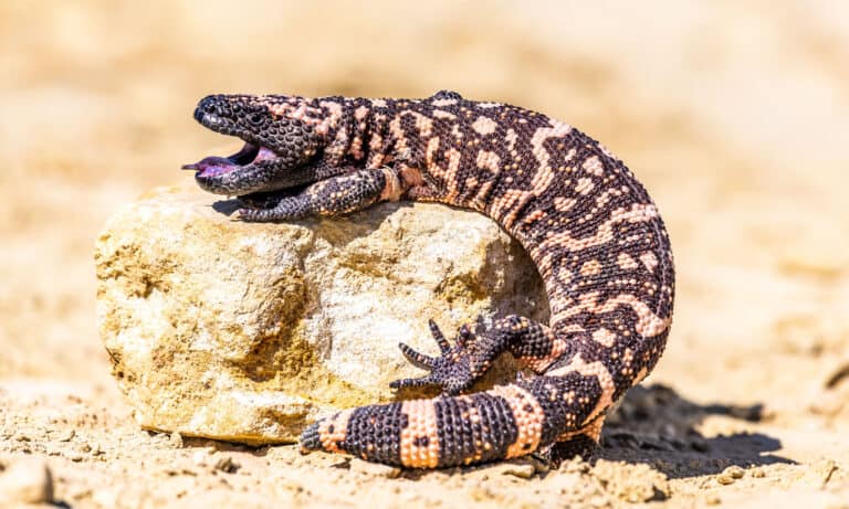 Wildlife in Arizona - Types of Arizonan Animals - A-Z Animals