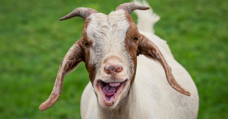 Goat Teeth: Do Goats Have Upper Teeth? - A-Z Animals