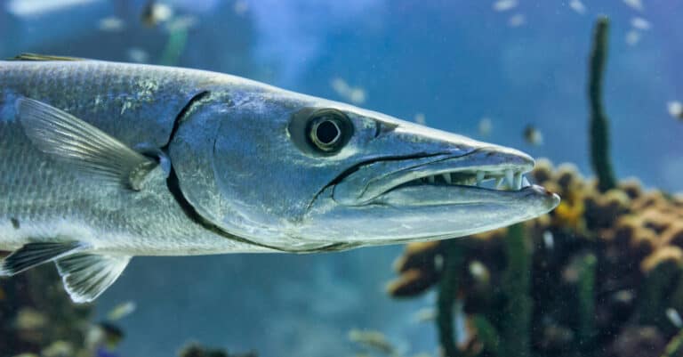 Barracuda Teeth: Everything You Need to Know - A-Z Animals
