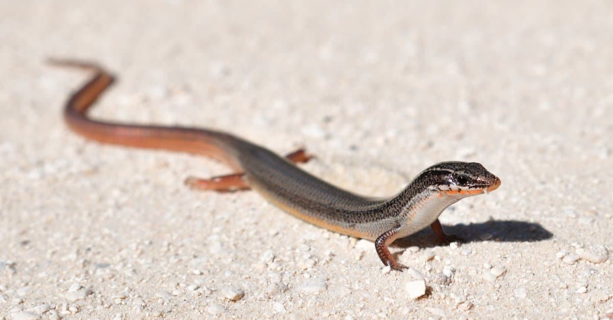 The 13 Cutest Lizards in the World - IMP WORLD