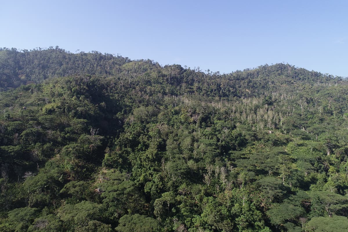 The 10 Largest Rainforests in the World - A-Z Animals