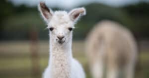 Alpaca - A-Z Animals